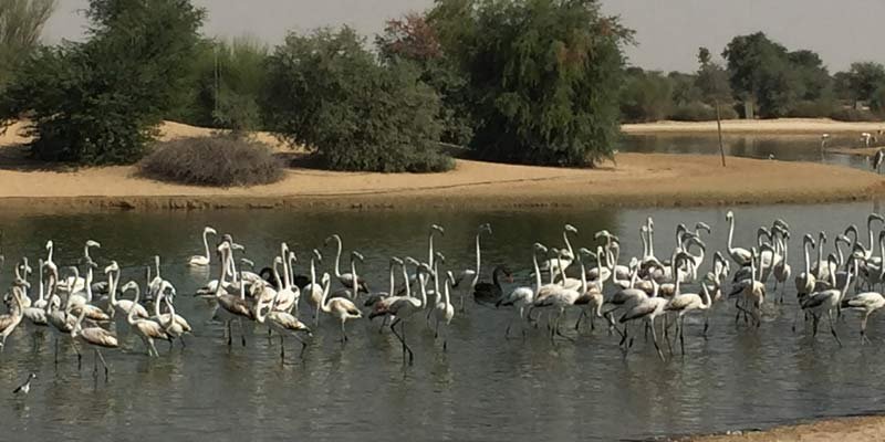 Al Qudra Lake Weekend Getaway - Camping, Timing, Location